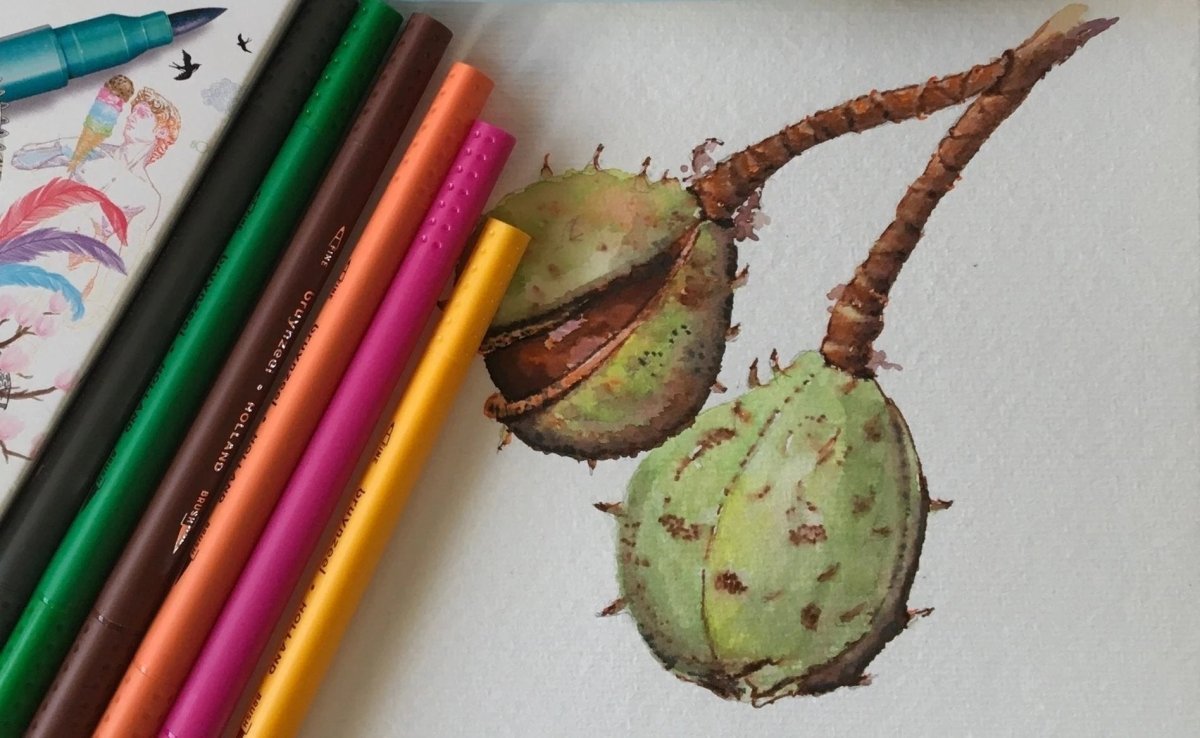 Chestnut drawing | Step by step | Royal Talens